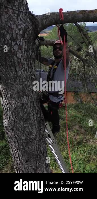 Arborist plant tree Stock Videos & Footage - HD and 4K Video Clips - Alamy