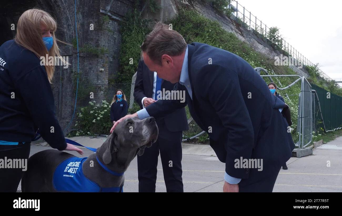 The queens dogs Stock Videos & Footage - HD and 4K Video Clips - Alamy