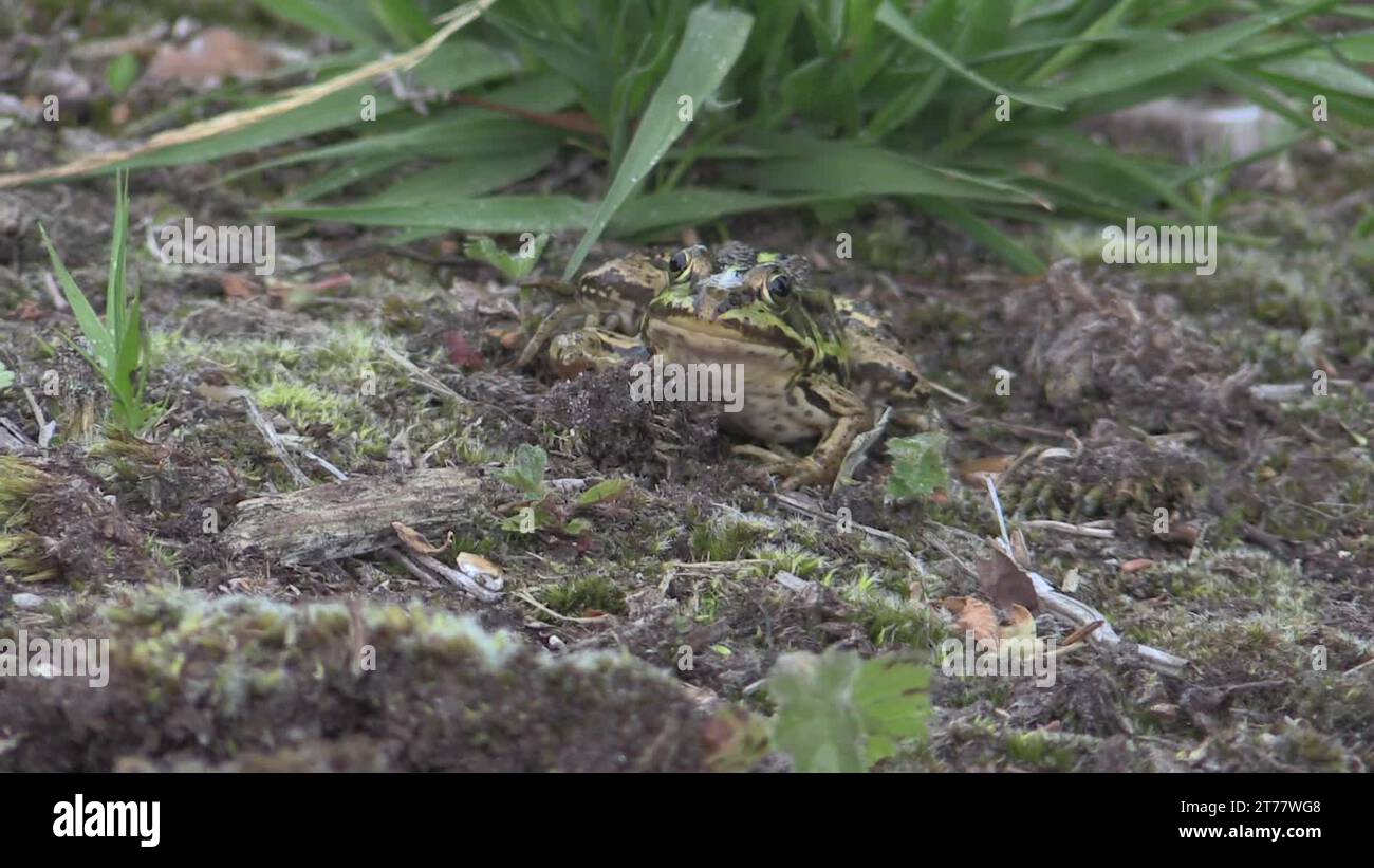 Northern pool frog norfolk Stock Videos & Footage - HD and 4K Video ...
