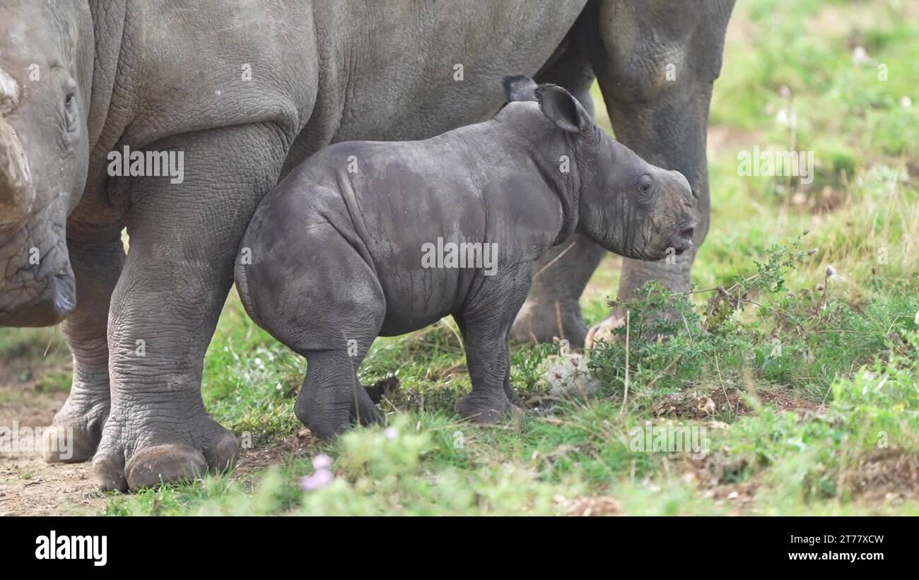 Rhino breeding zoo Stock Videos & Footage - HD and 4K Video Clips - Alamy