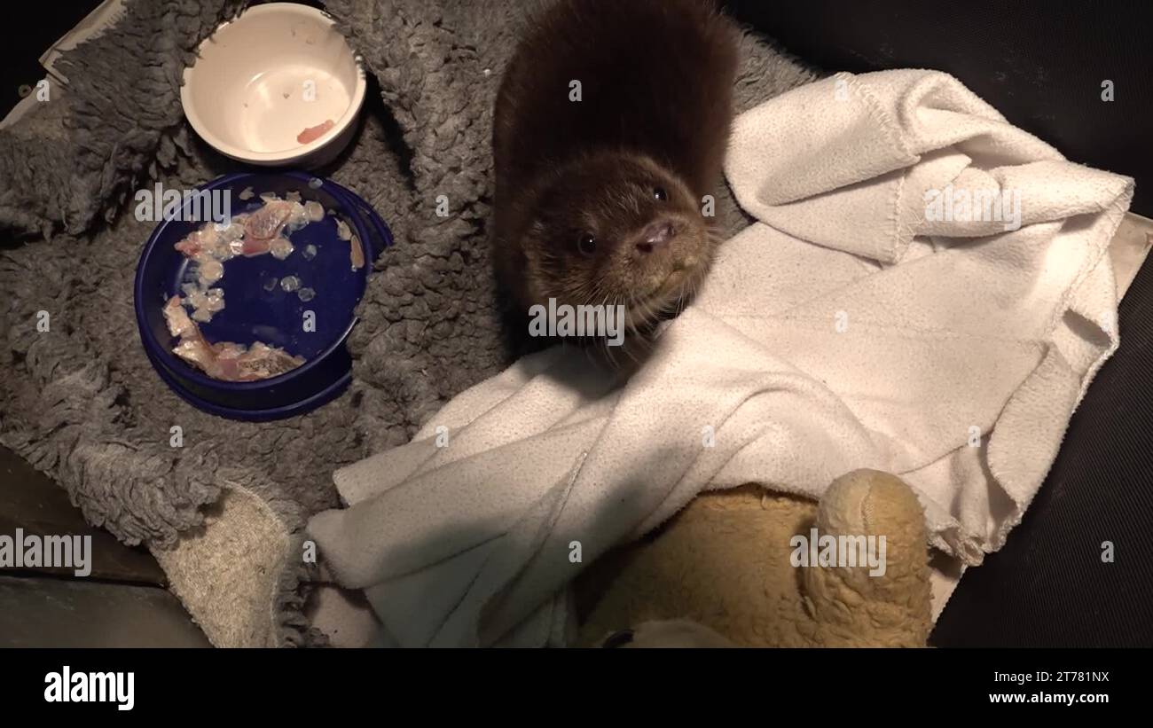 Otter rescue centre Stock Videos & Footage - HD and 4K Video Clips - Alamy