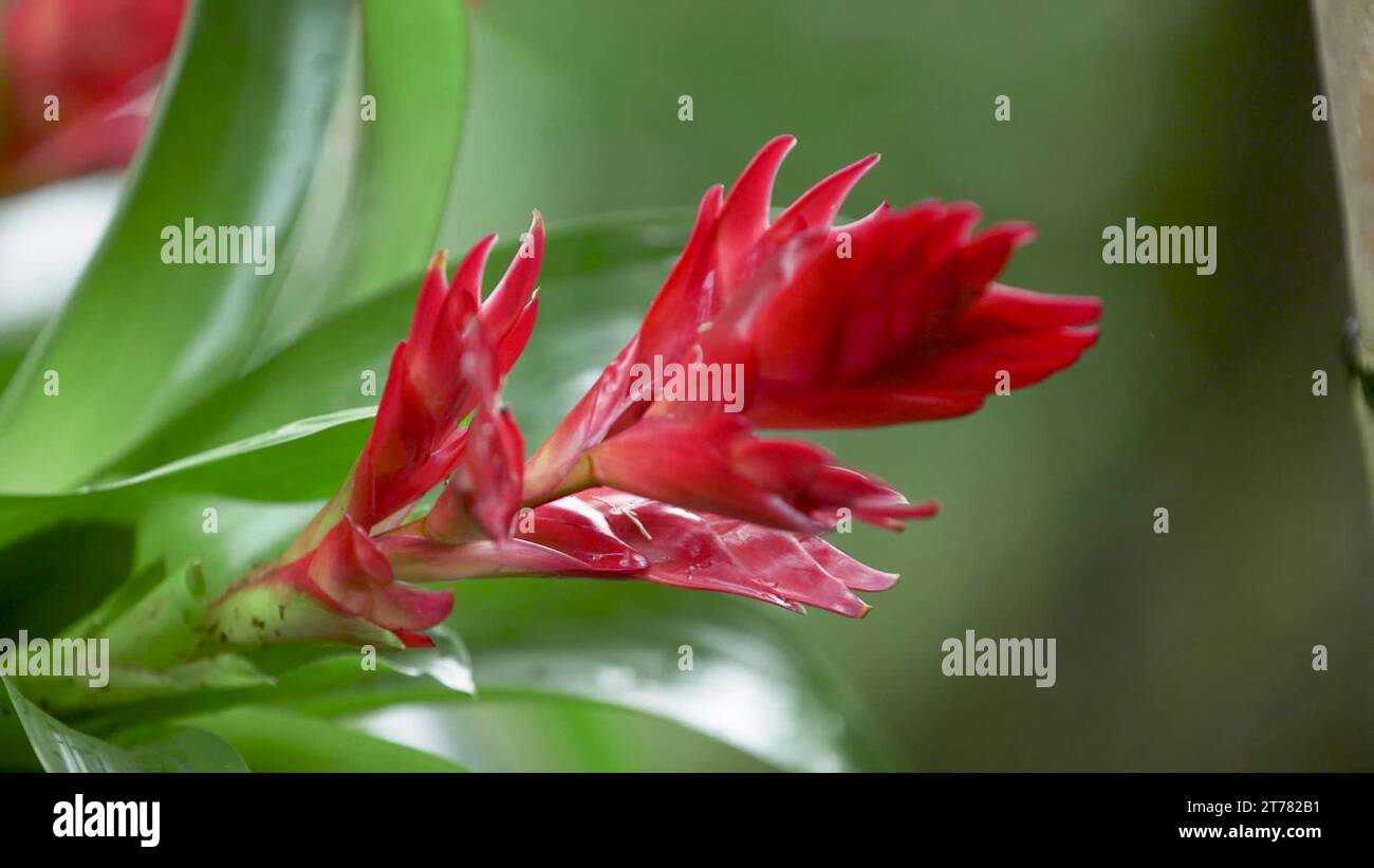 Princess of wales conservatory orchids Stock Videos & Footage - HD and ...