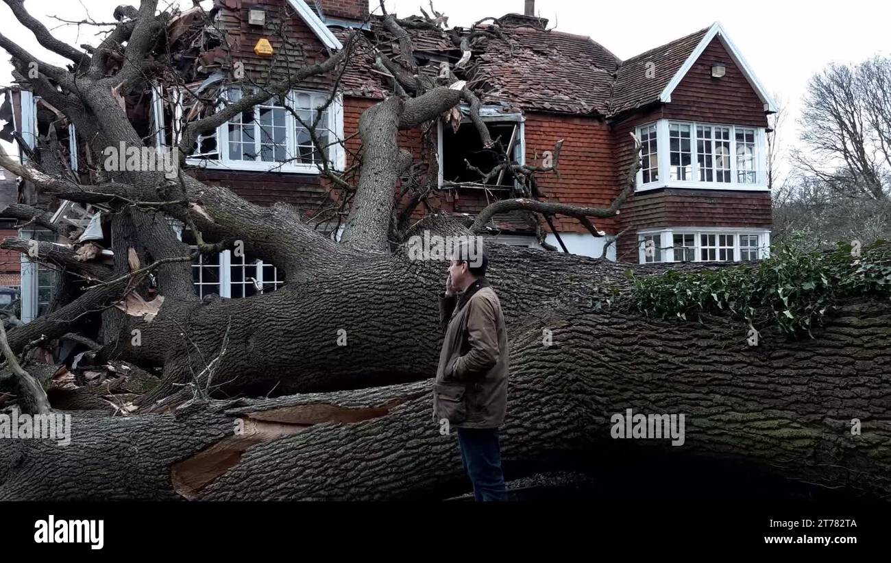 400 year old tree Stock Videos & Footage - HD and 4K Video Clips - Alamy