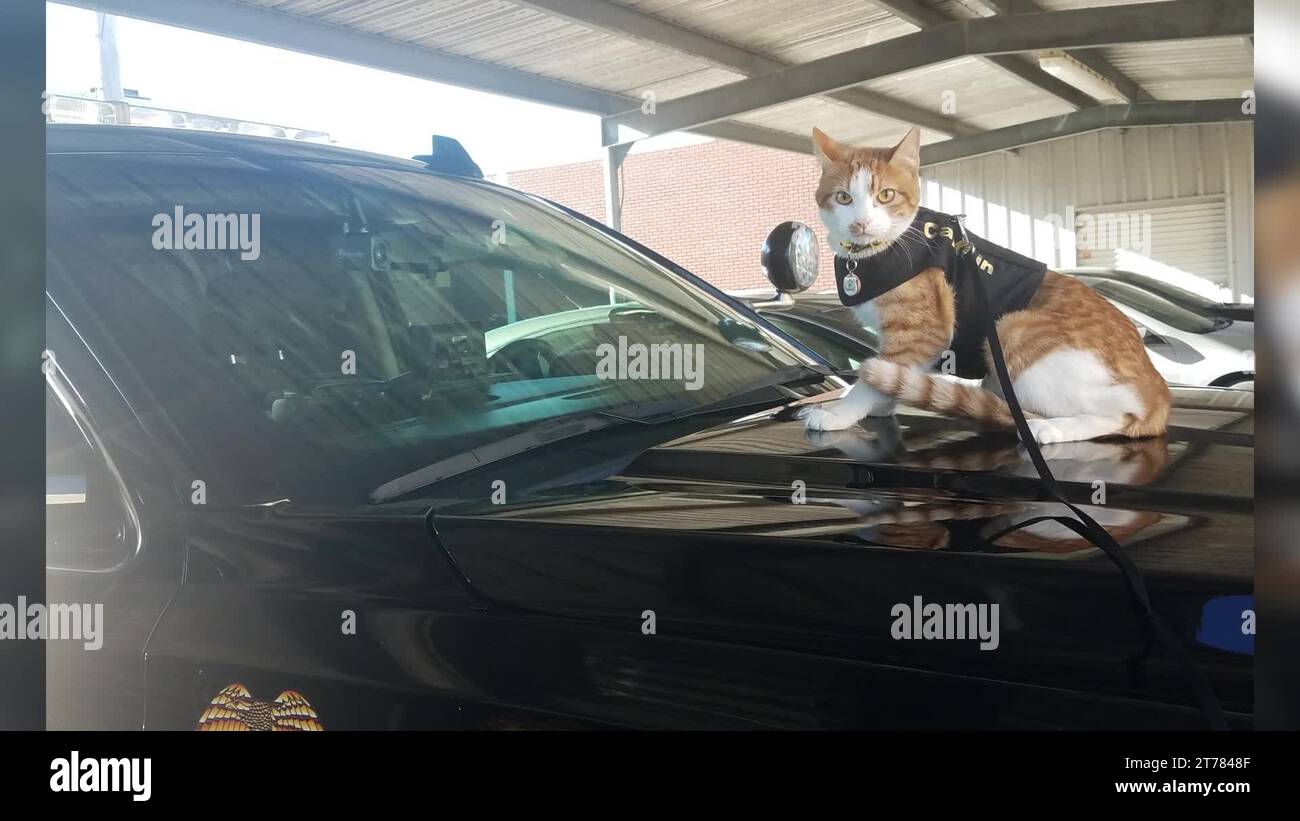 Crime-busting rescue cat sniffs out felonies at Texas police station ...