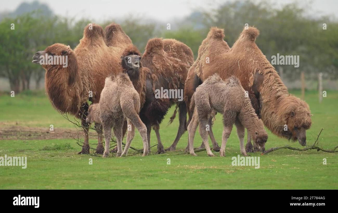 Baby wildlife Stock Videos & Footage - HD and 4K Video Clips - Alamy