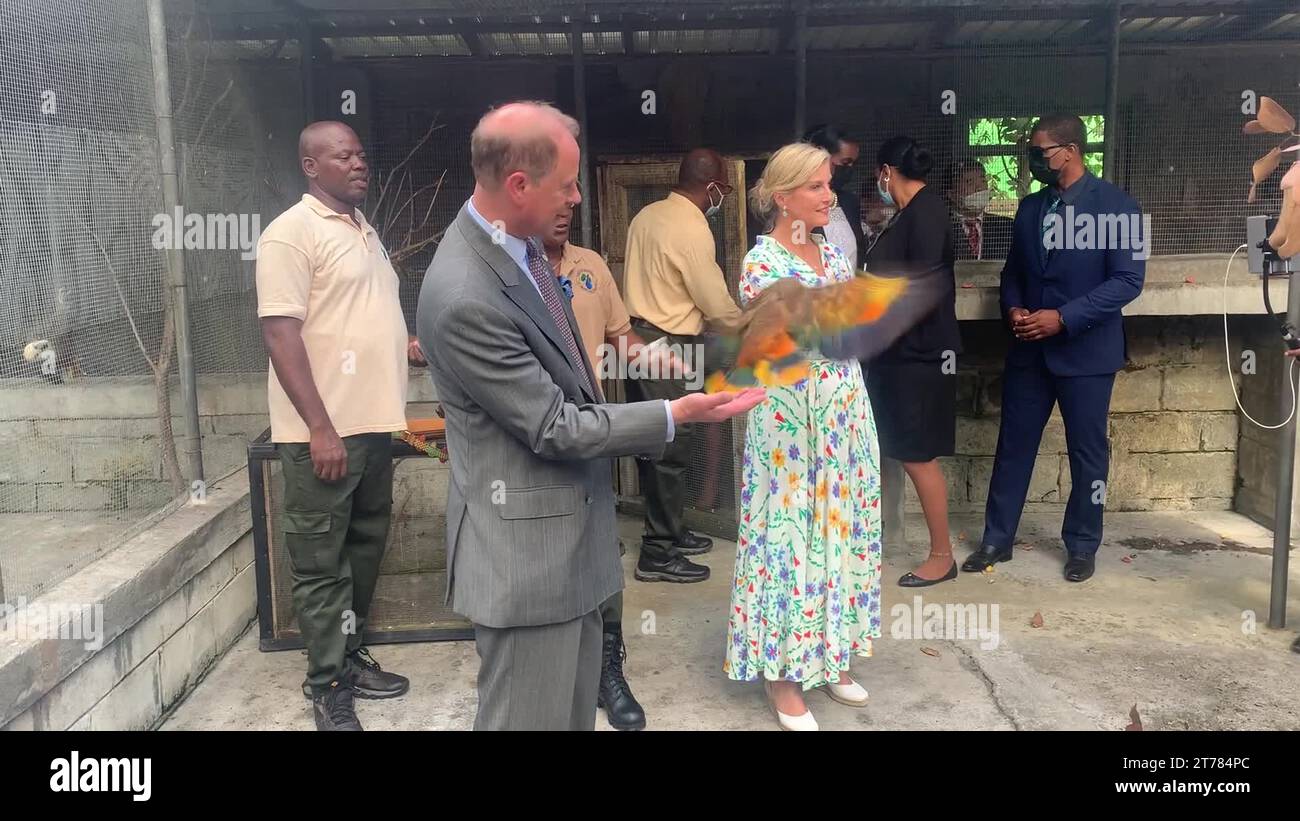 Royal aviary Stock Videos & Footage - HD and 4K Video Clips - Alamy