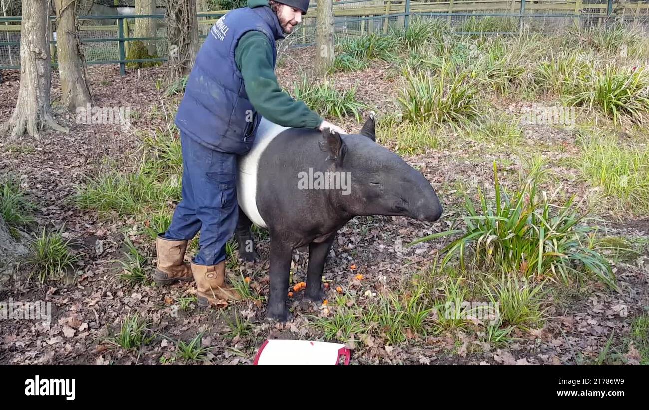 Europe's oldest Malayan Tapir celebrates 39th birthday Stock Video ...