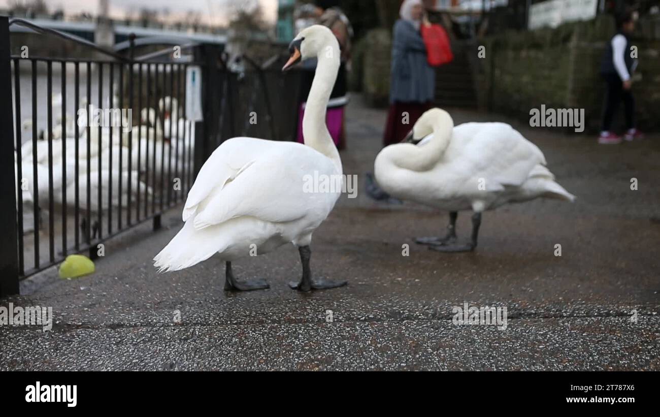 Swans windsor castle Stock Videos & Footage - HD and 4K Video Clips - Alamy