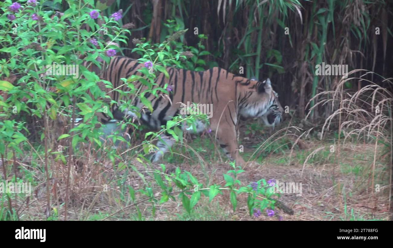 Giant tiger snail Stock Videos & Footage - HD and 4K Video Clips - Alamy