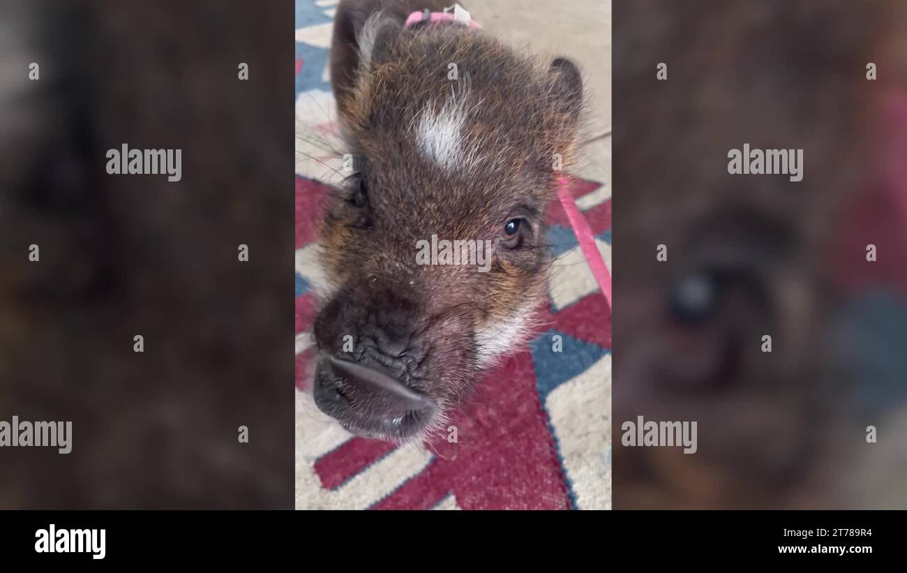 Clever pig Stock Videos & Footage - HD and 4K Video Clips - Alamy