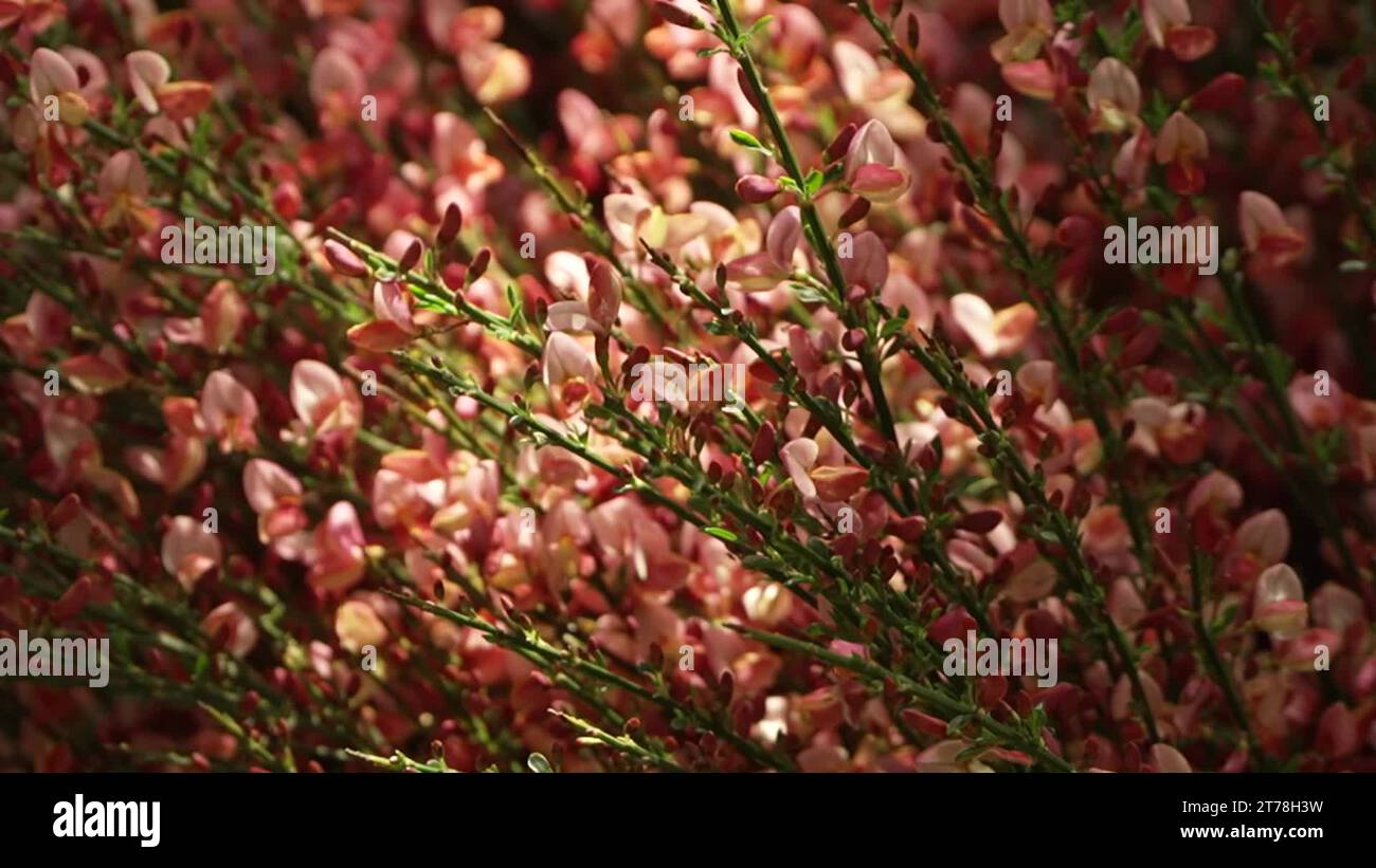 Coronation flowers Stock Videos & Footage - HD and 4K Video Clips - Alamy