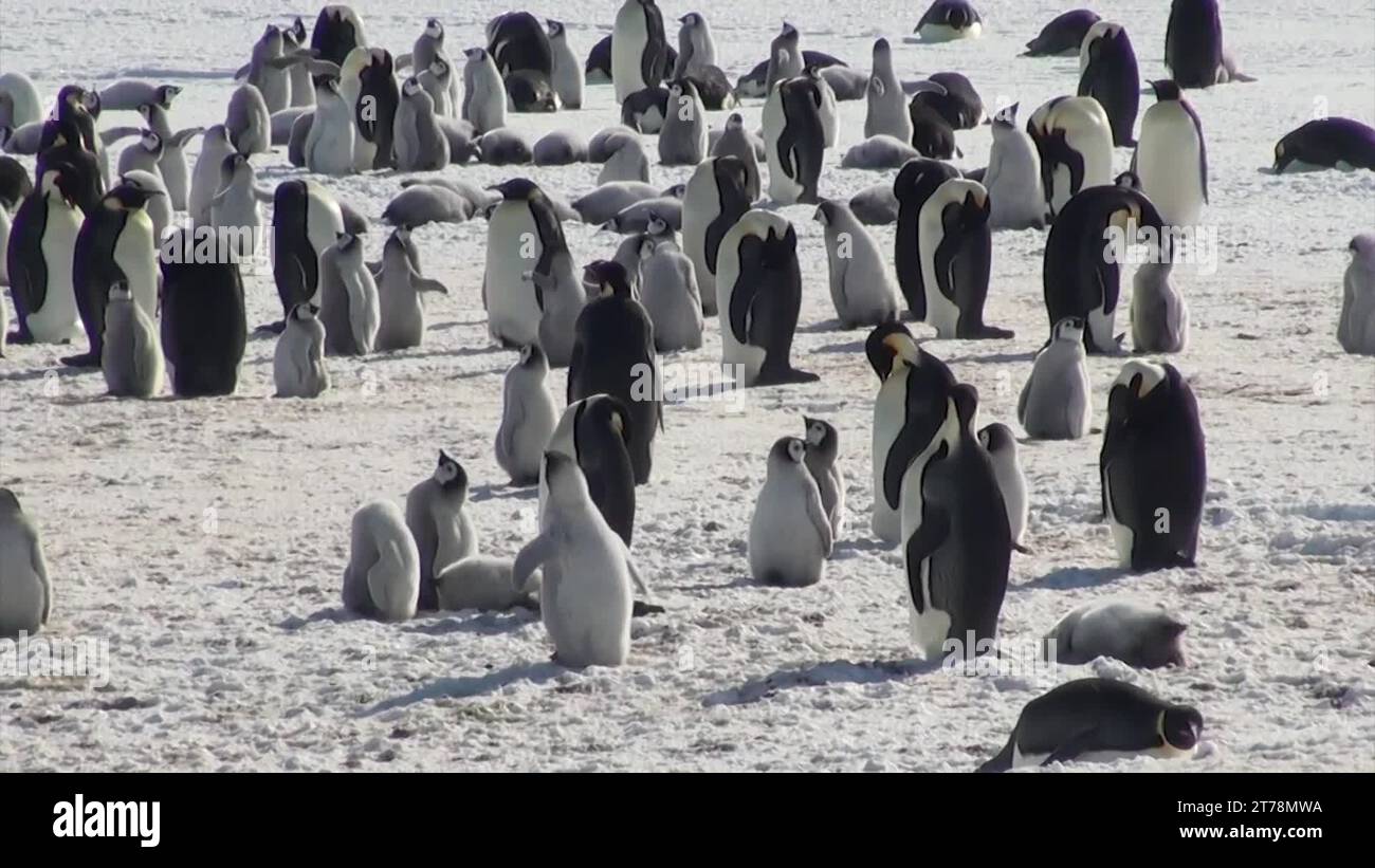 Antarctic sea ice loss causes unprecedented emperor penguin breeding ...