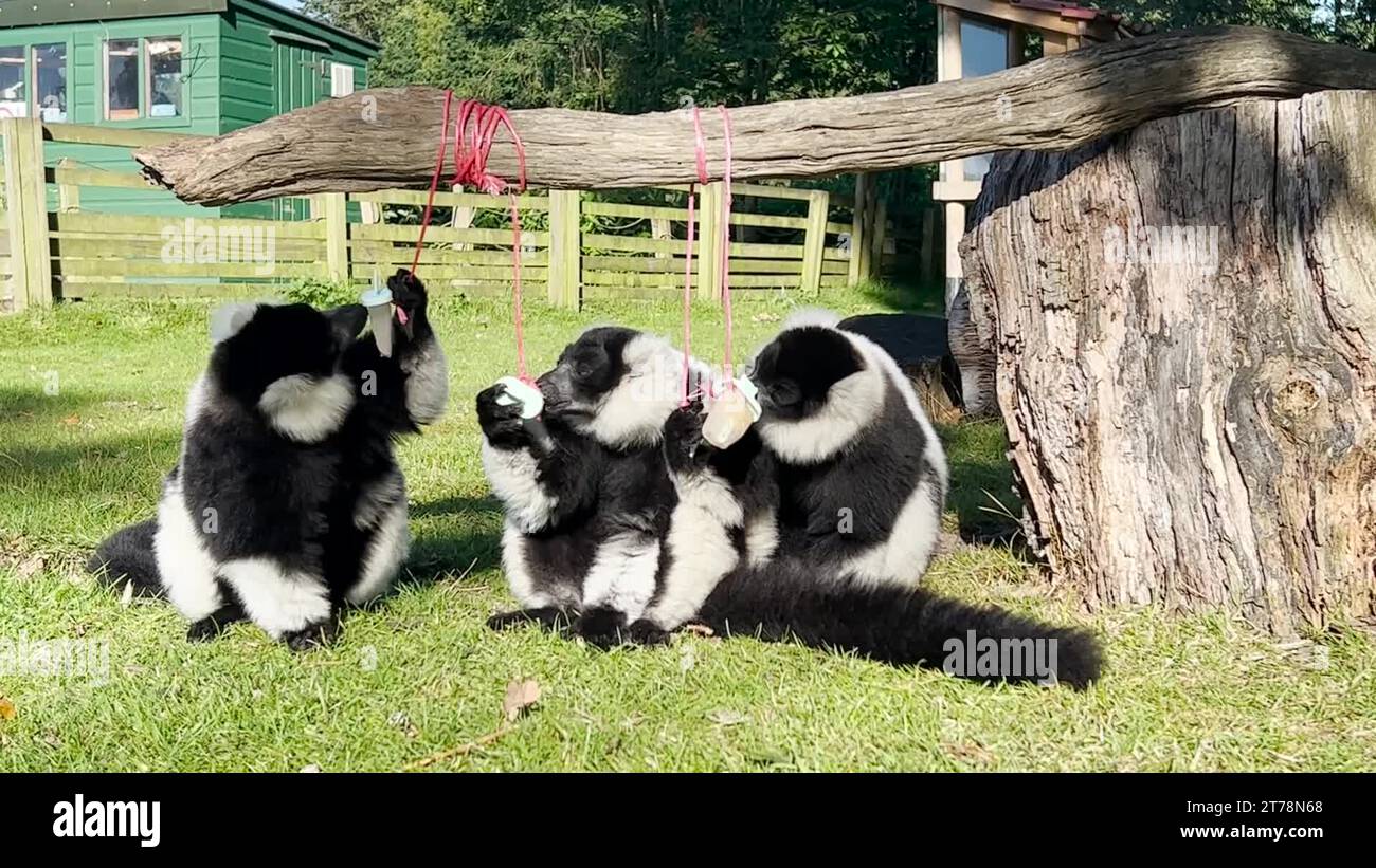 Icy spell Stock Videos & Footage - HD and 4K Video Clips - Alamy