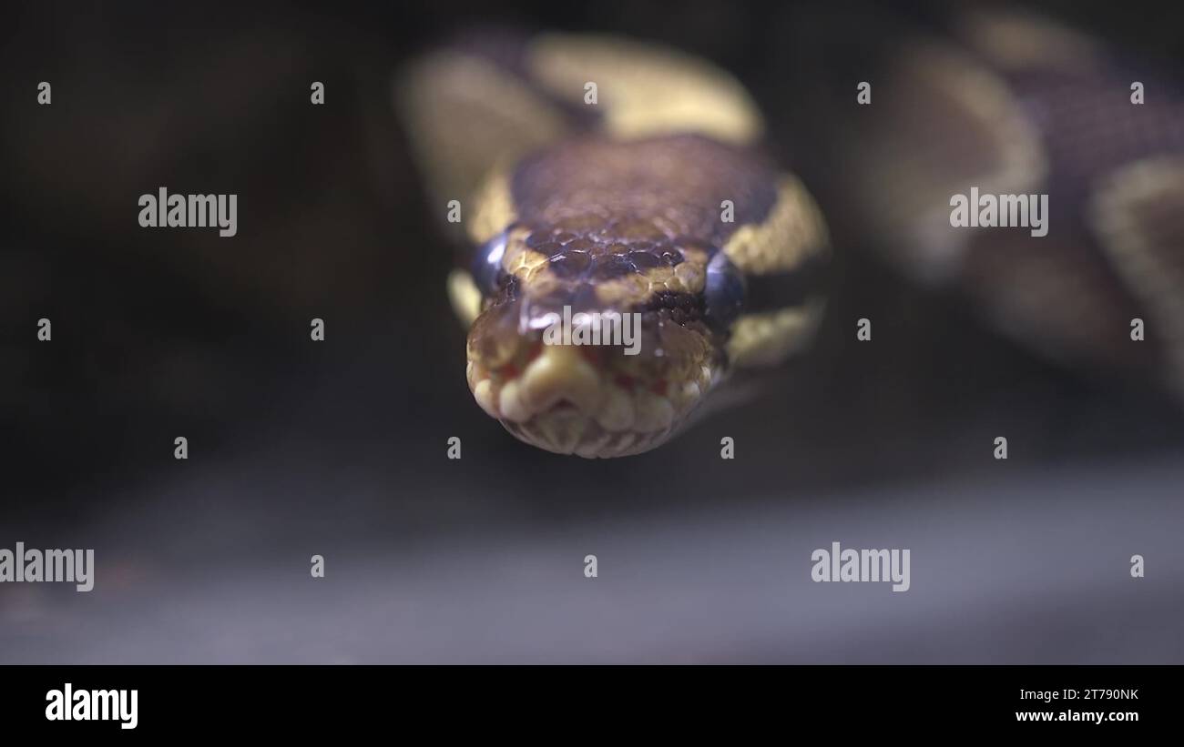 Animal scenes Stock Videos & Footage - HD and 4K Video Clips - Alamy