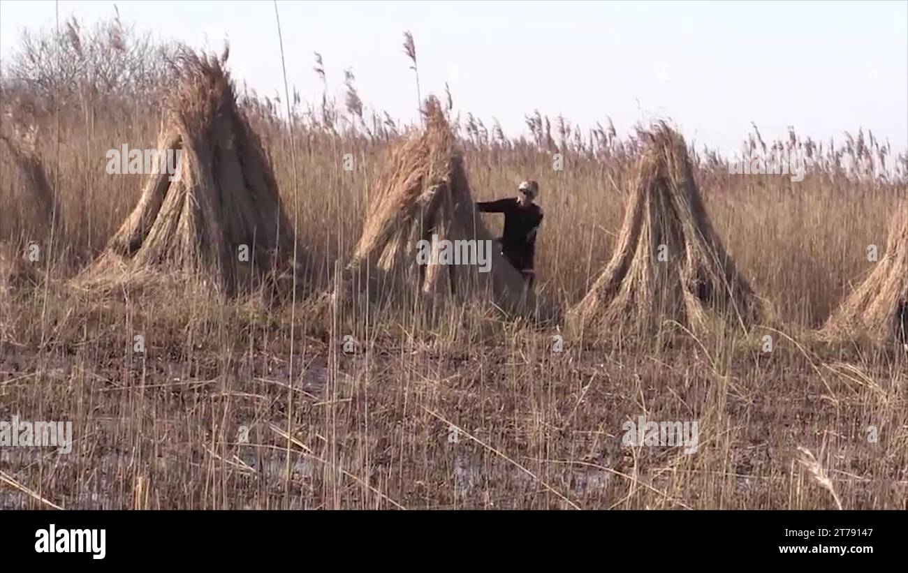 Reed cutter Stock Videos & Footage - HD and 4K Video Clips - Alamy
