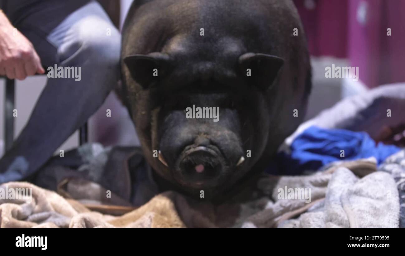 Pet triangle Stock Videos & Footage - HD and 4K Video Clips - Alamy