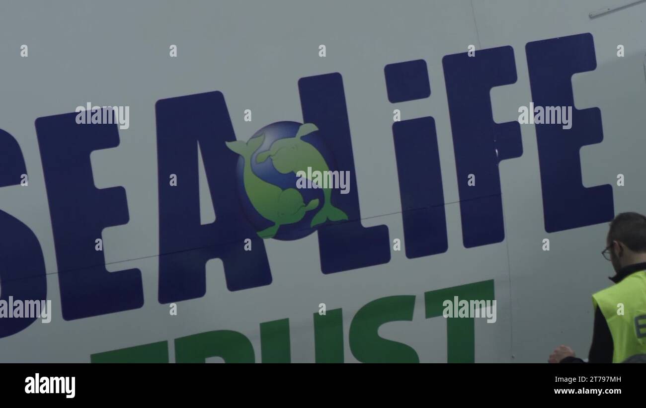 Plane to transport two beluga whales 6,000 miles is unveiled Stock ...