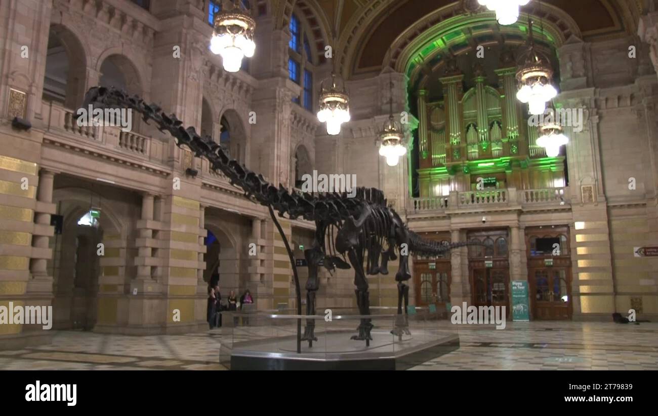 The natural history museum londons famous diplodocus skeleton Stock ...