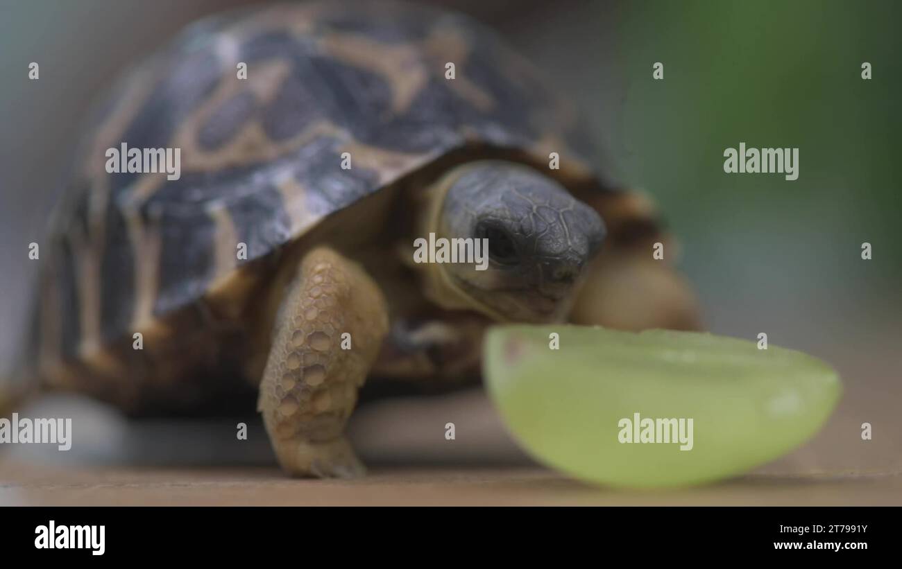 Pair of rare golf ball-sized tortoises hatch at Chester Zoo Stock Video ...