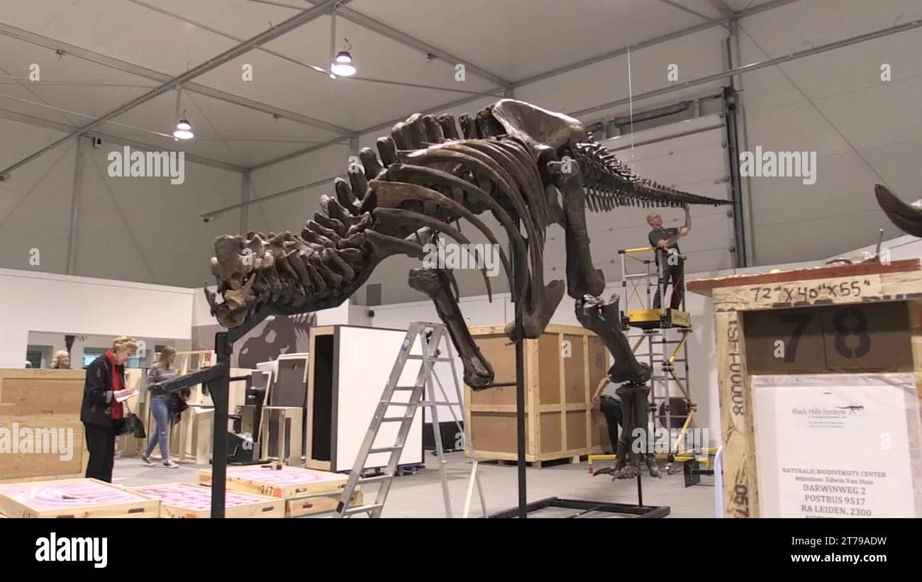 T rex skeleton trix Stock Videos & Footage - HD and 4K Video Clips - Alamy