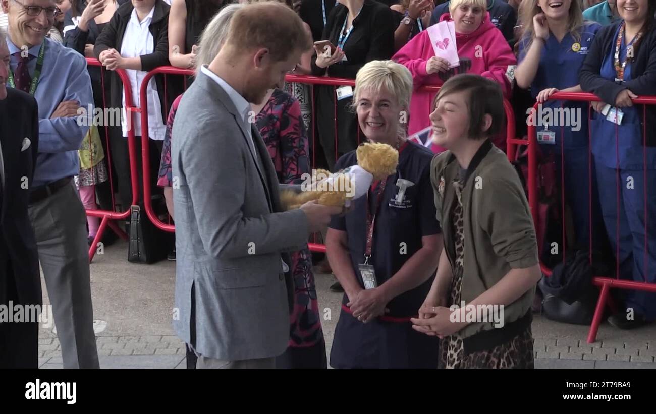 Archie the bear Stock Videos & Footage - HD and 4K Video Clips - Alamy