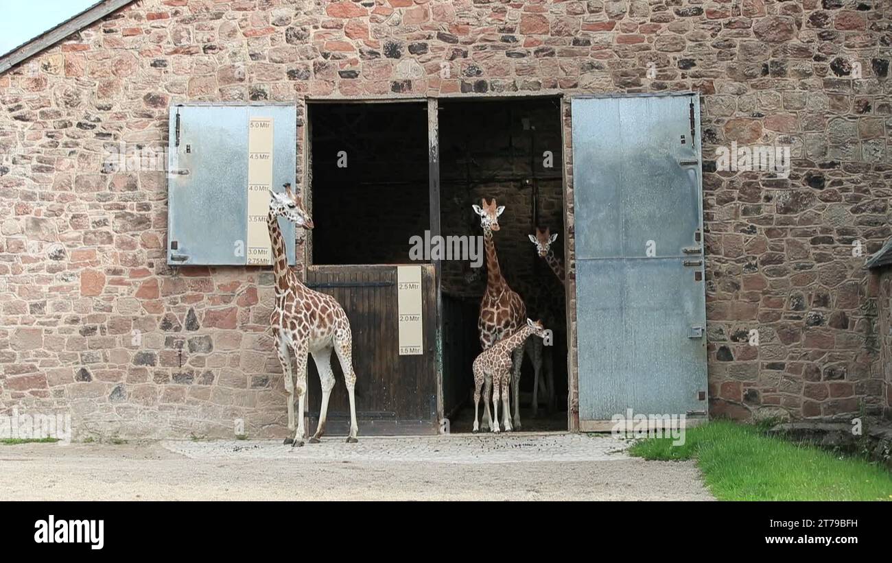 Giraffe zoo chester Stock Videos & Footage - HD and 4K Video Clips - Alamy