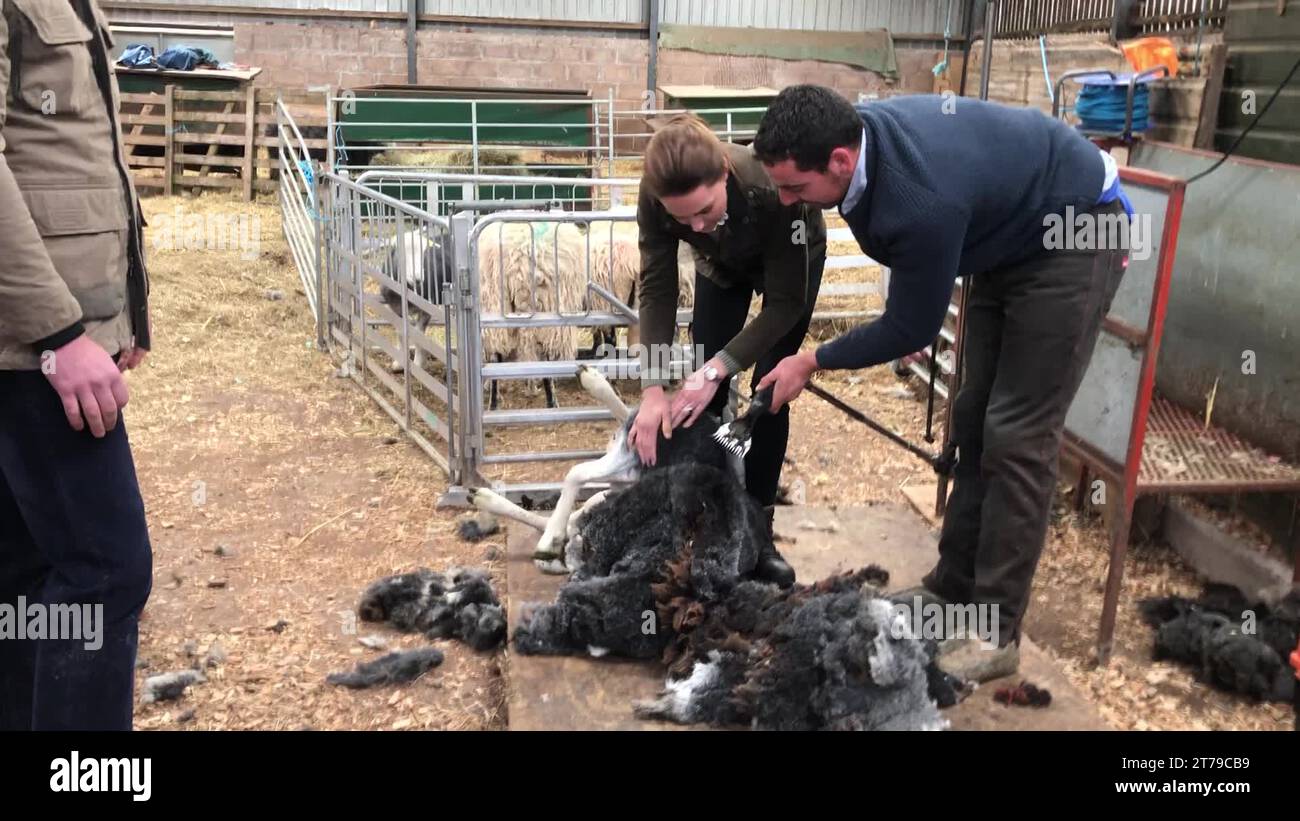 Cambridge sheep Stock Videos & Footage - HD and 4K Video Clips - Alamy