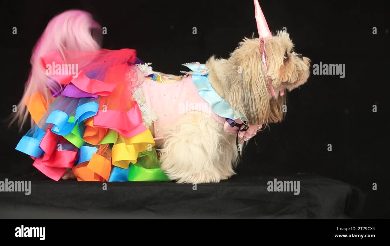 Pablo picasso with dog Stock Videos & Footage - HD and 4K Video Clips ...