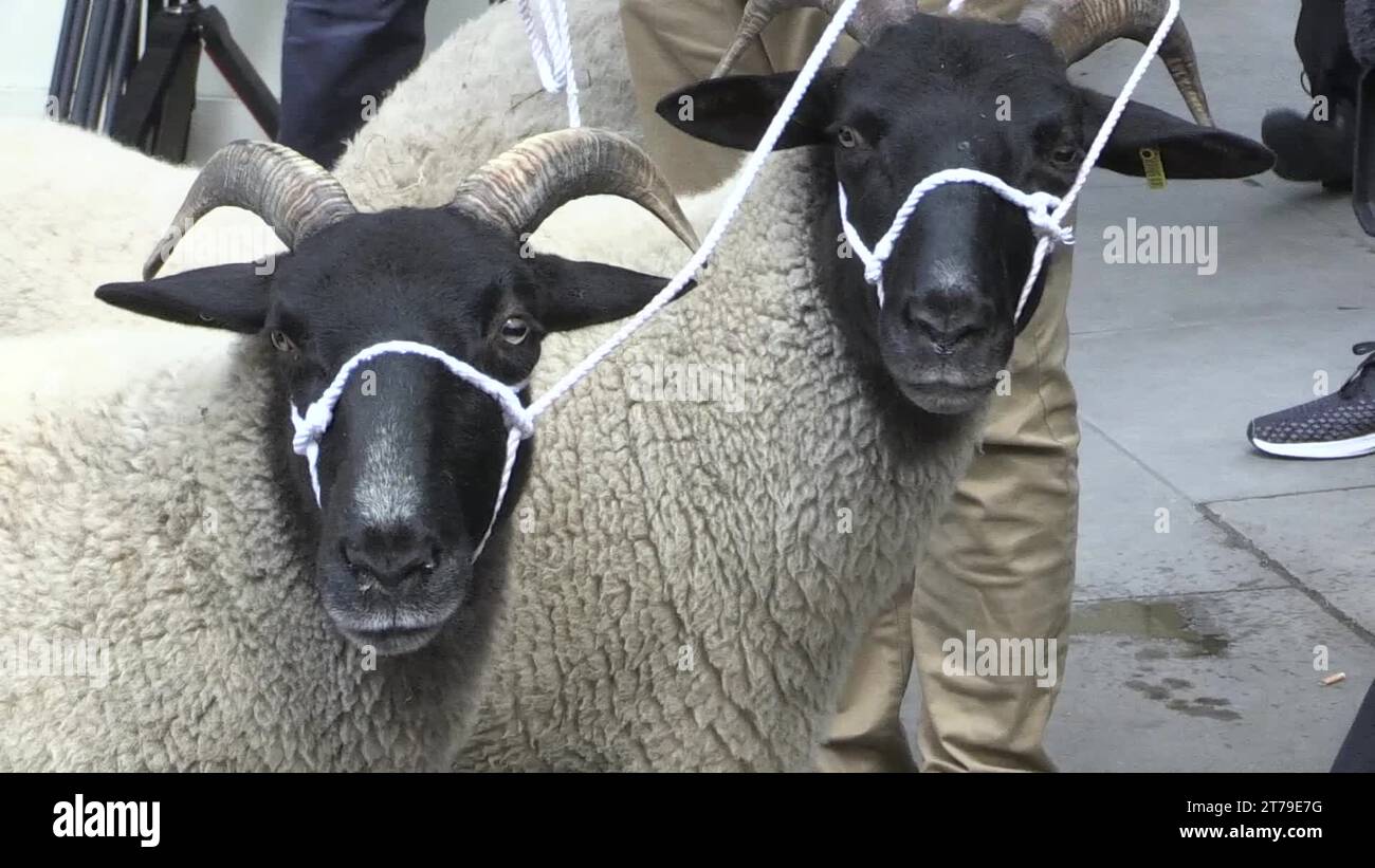 Anti sheep Stock Videos & Footage - HD and 4K Video Clips - Alamy
