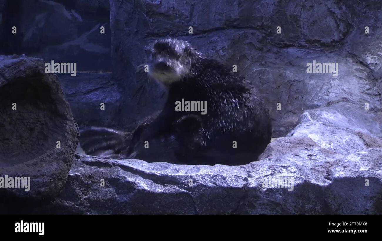Otter trust Stock Videos & Footage - HD and 4K Video Clips - Alamy