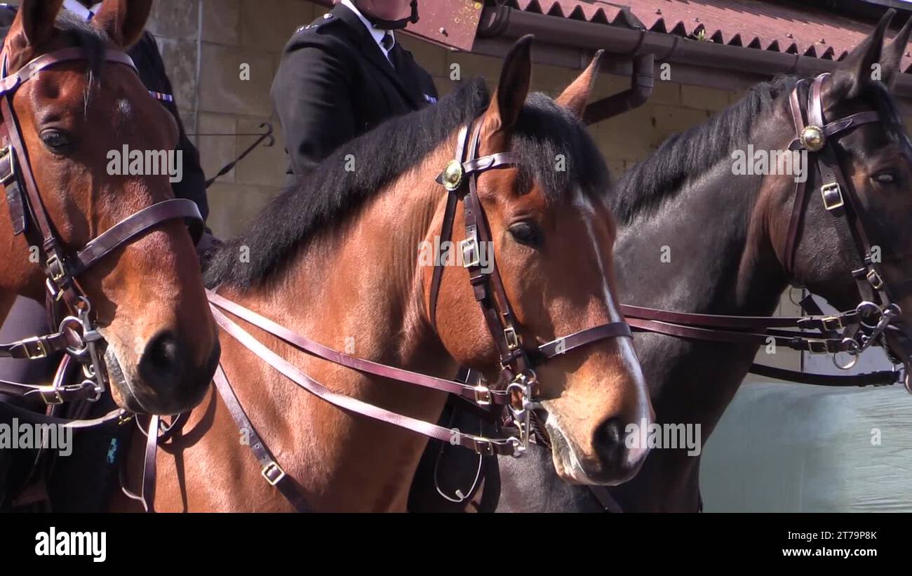 Hero horse Stock Videos & Footage - HD and 4K Video Clips - Alamy