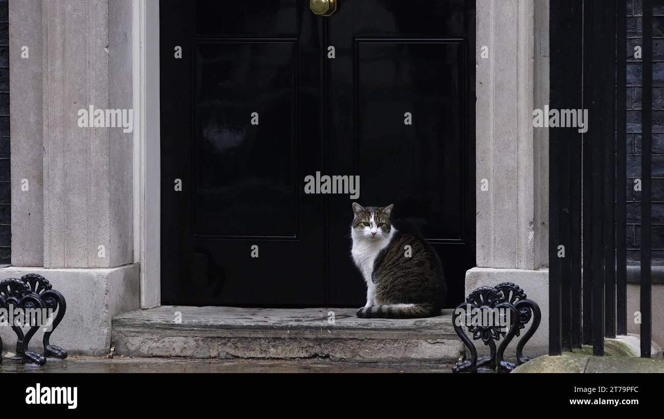 Number 10 cat Stock Videos & Footage - HD and 4K Video Clips - Alamy