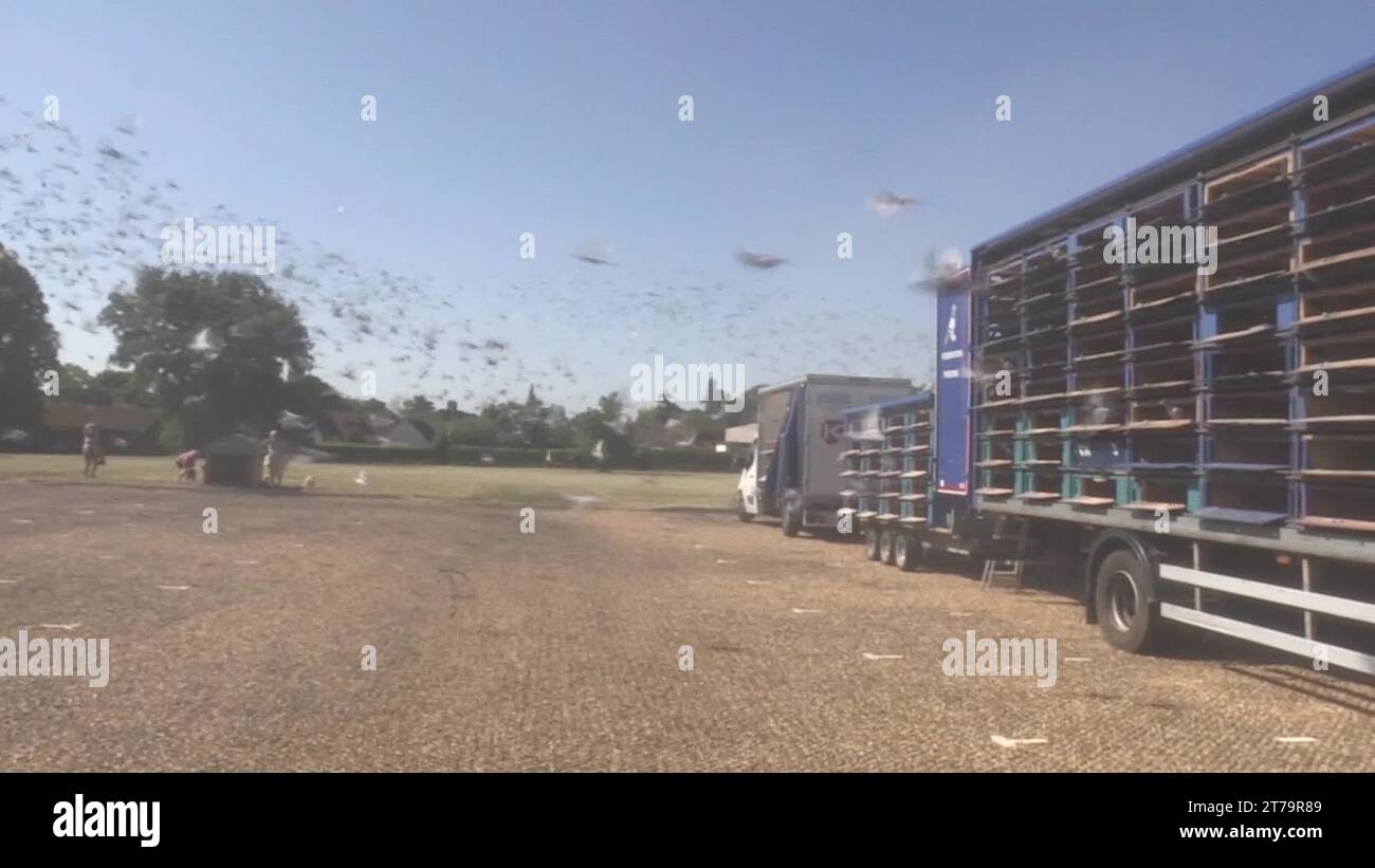 Sport pigeon Stock Videos & Footage - HD and 4K Video Clips - Alamy