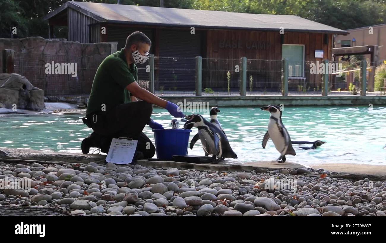 Scales animals Stock Videos & Footage - HD and 4K Video Clips - Alamy