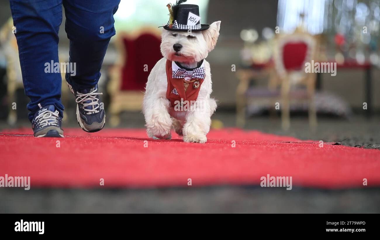 Charlie chocolate factory Stock Videos & Footage - HD and 4K Video ...