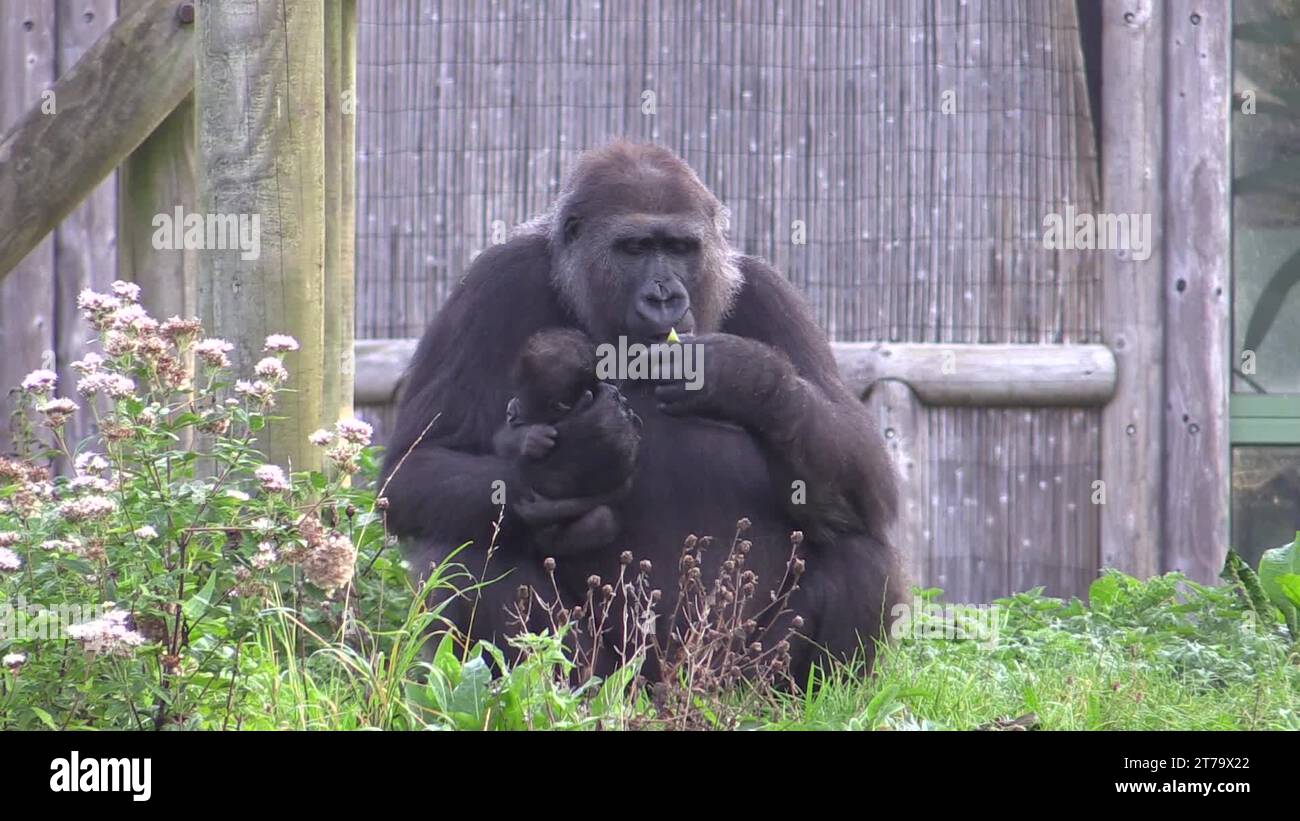 Four week old gorilla thriving after being born at Bristol Zoo Stock ...