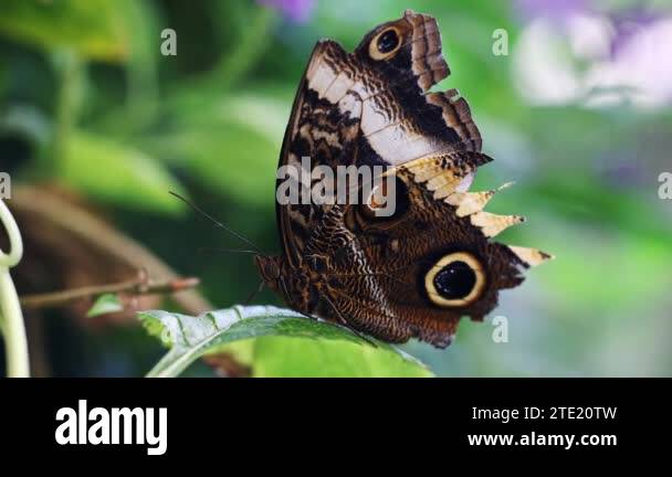 Leaf like butterfly Stock Videos & Footage - HD and 4K Video Clips - Alamy