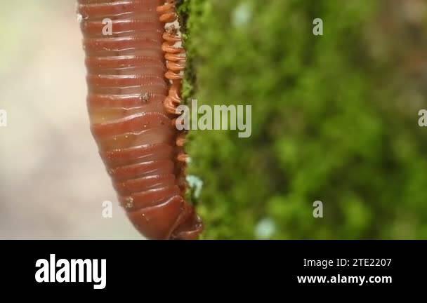 kluwing slow motion video. Spirostreptus leg details. Trigoniulus ...