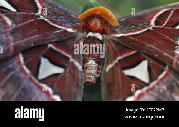 Moth fly pattern Stock Videos & Footage - HD and 4K Video Clips - Alamy