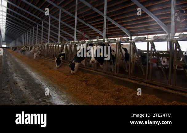 Modern farm cowshed with dairy cows eating hay, dairy farm. Breeding of ...