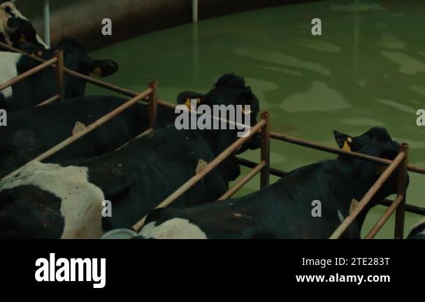 Milking cows on the carousel - automatic industrial milking rotary ...