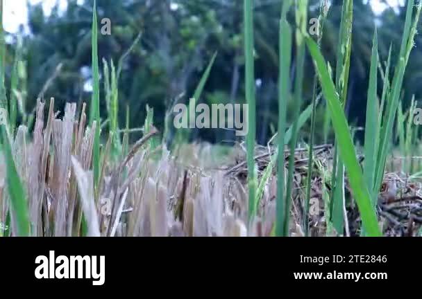 Rice stem Stock Videos & Footage - HD and 4K Video Clips - Alamy