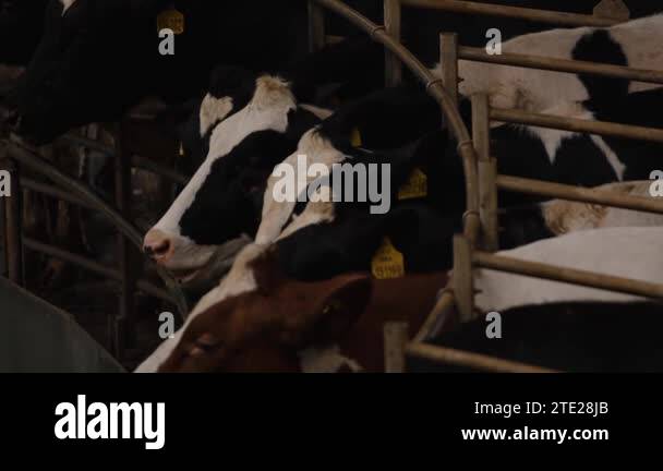 Milking cows on the carousel - automatic industrial milking rotary ...