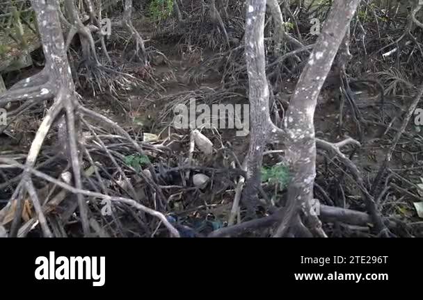 mangrove forests are evergreen deciduous forests growing in the tidal ...
