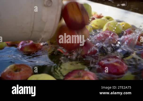 Fresh apples in a bucket moving and washing into with water tank ...
