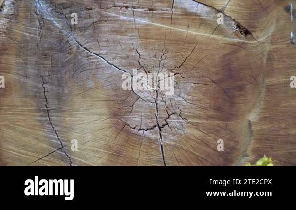 Cur tree Stock Videos & Footage - HD and 4K Video Clips - Alamy