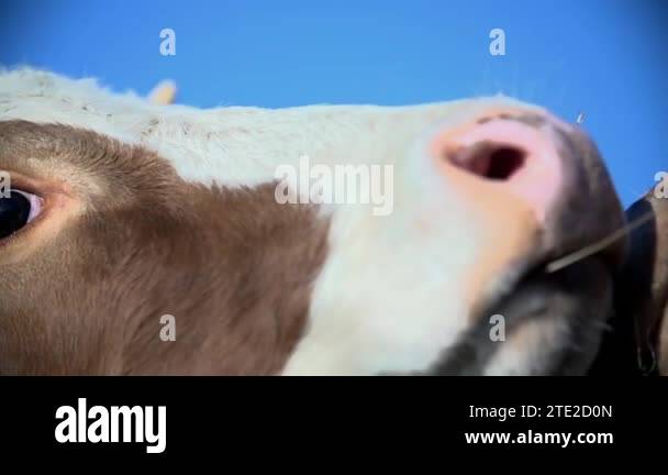 Fauna signs Stock Videos & Footage - HD and 4K Video Clips - Alamy