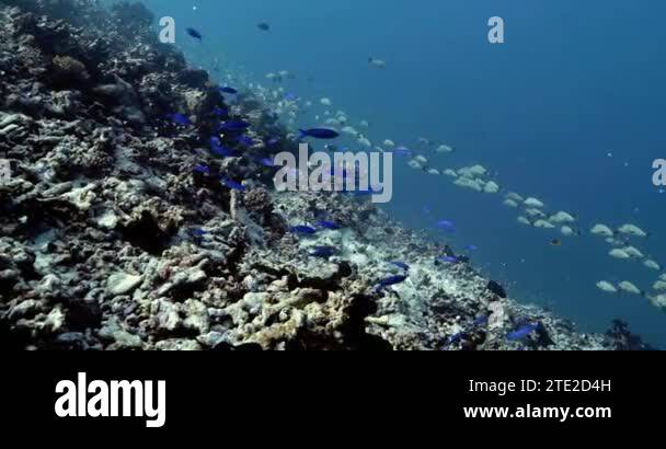 Shoal of fish in the Pacific Ocean. Underwater marine life with ...