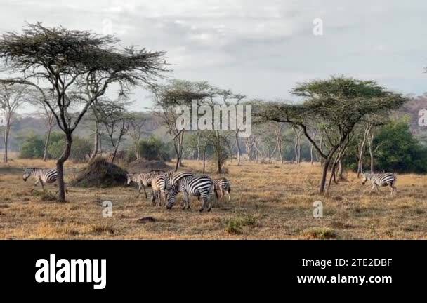 National animal of uganda Stock Videos & Footage - HD and 4K Video ...