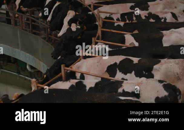Milking cows on the carousel - automatic industrial milking rotary ...